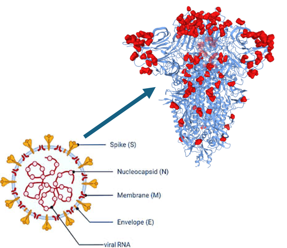 Spike Protein Test | Attomarker